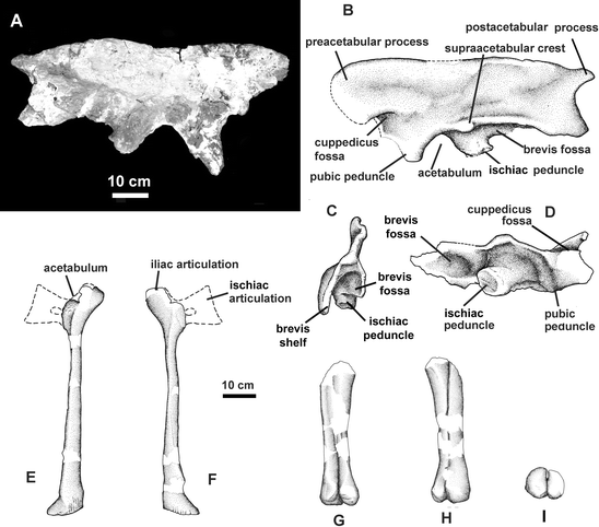 Rahiolisaurus gujaratensis, n. gen. n. sp., A New Abelisaurid Theropod ...