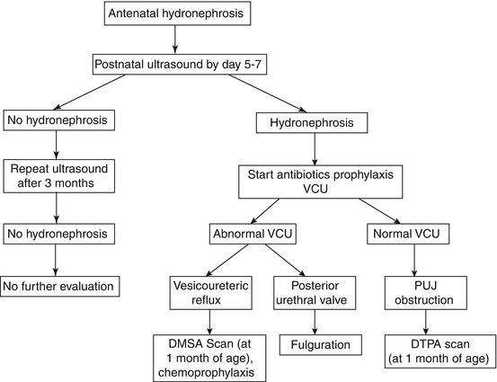 Issues Related to Pediatric Urology | SpringerLink