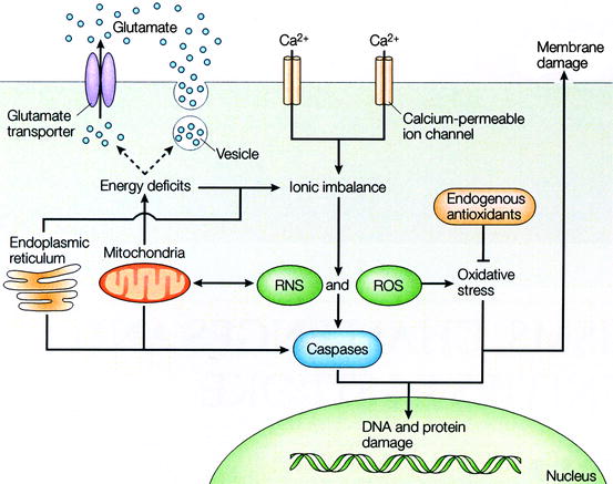 Ischemic Stroke: Basic Pathophysiology and Neuroprotective Strategies ...
