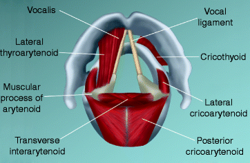 Applied Surgical Anatomy of the Larynx and Trachea | SpringerLink