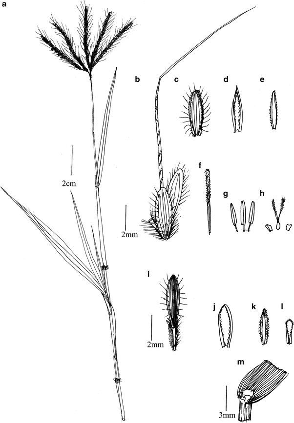 Dichanthium | SpringerLink