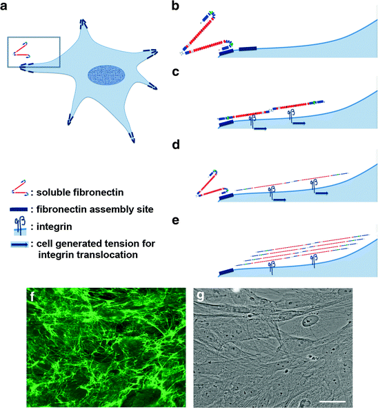 Fibronectin and Other Adhesive Glycoproteins | SpringerLink