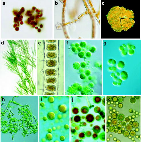 Eukaryotic Algae | SpringerLink
