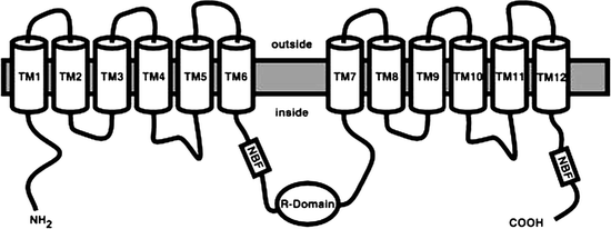 Chloride Ion Channels: Structure, Functions, and Blockers | SpringerLink
