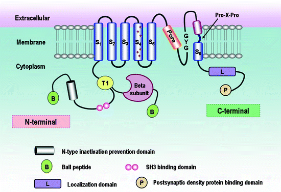 Potassium Channel Blockers as Antiarrhythmic Agents | SpringerLink