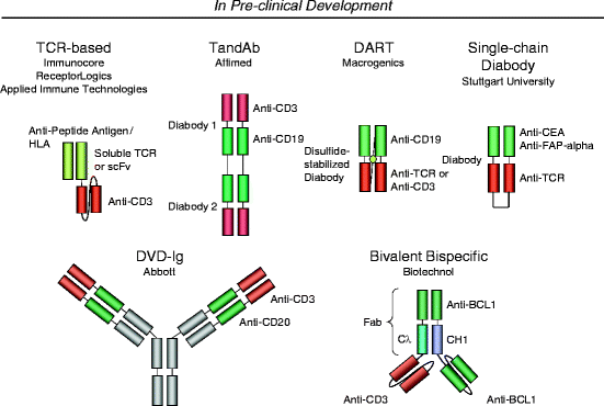 Bispecific T Cell Engager for Cancer Therapy | SpringerLink