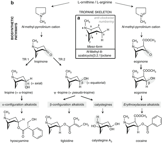 Methods of Analysis: Tropane Alkaloids from Plant Origin | SpringerLink