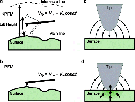 KPFM and PFM of Biological Systems | SpringerLink