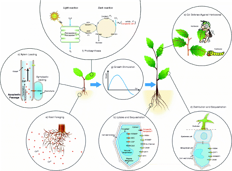 Mechanisms of Cd Hyperaccumulation and Detoxification in Heavy Metal ...