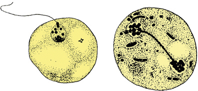 Histomonas meleagridis | SpringerLink