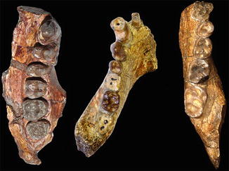 Fossil Record of Miocene Hominoids | SpringerLink