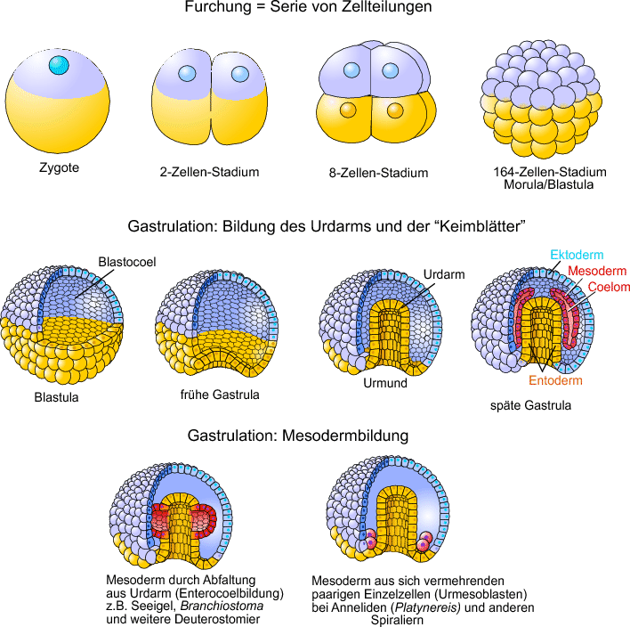 Etappen und Prinzipien der Entwicklung | SpringerLink