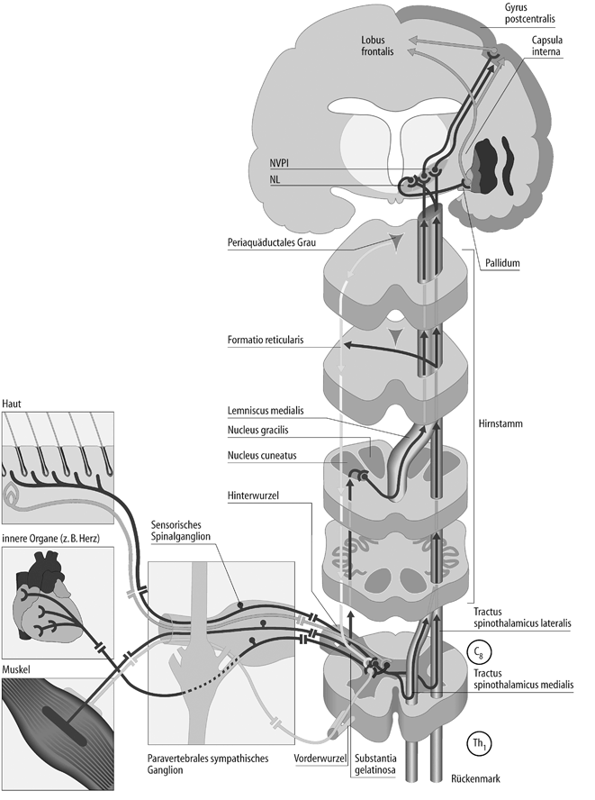 Schmerzstörung – Eine biopsychosoziale Erkrankung | SpringerLink