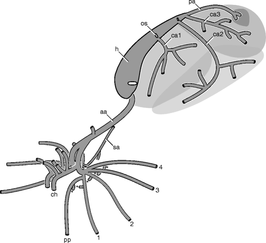 The Circulatory System of Spiders | SpringerLink