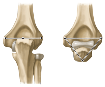 Funktionelle Anatomie und Biomechanik des Ellenbogens | SpringerLink