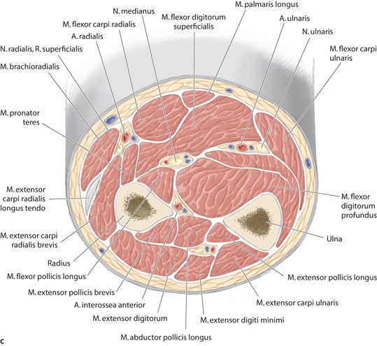 Funktionelle Anatomie und Biomechanik des Ellenbogens | SpringerLink