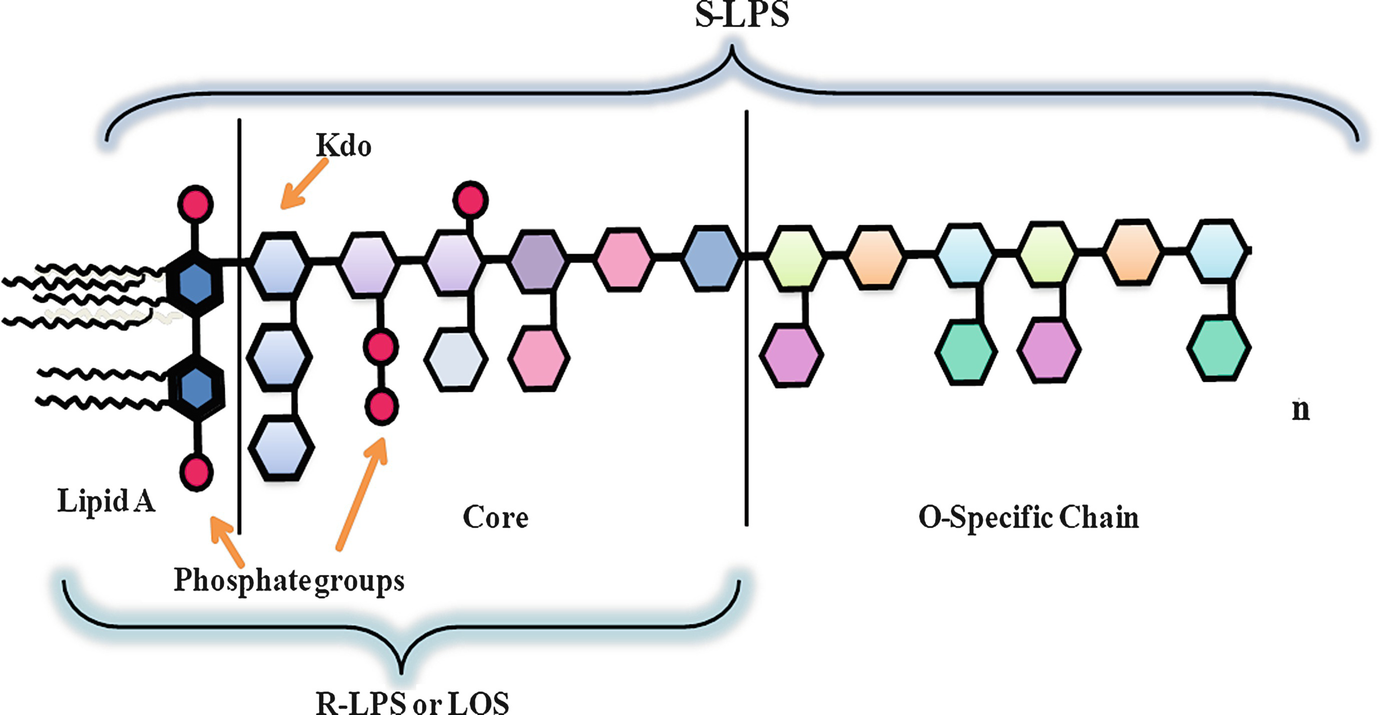 Bacterial Lipopolysaccharide, OPS, and Lipid A | SpringerLink