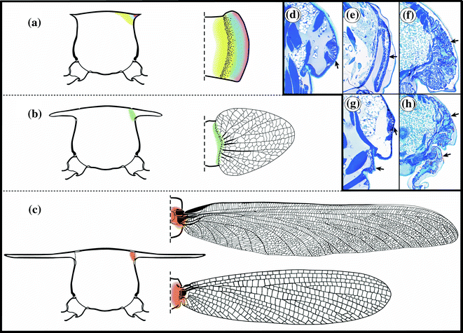 Insect Wings: The Evolutionary Development of Nature’s First Flyers ...