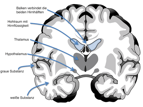 Das Gehirn | SpringerLink