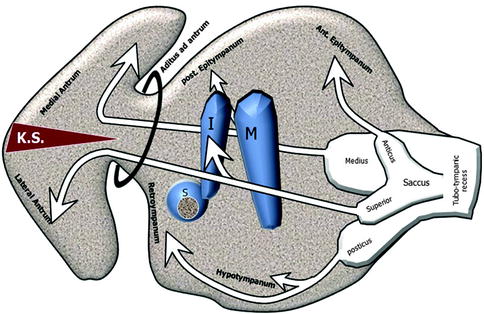 Middle Ear Compartments | SpringerLink
