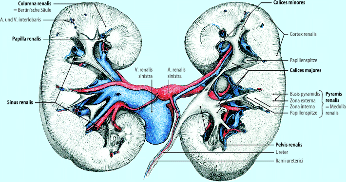 Niere, ableitende Harnwege und Harnblase | SpringerLink