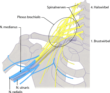 Anatomie und Physiologie von Körper und Bewegung | SpringerLink