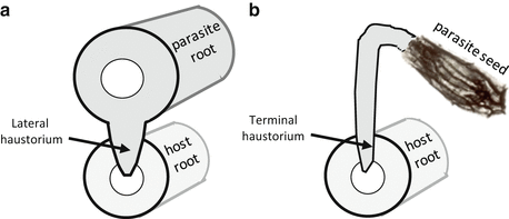 Functional Structure of the Mature Haustorium | SpringerLink