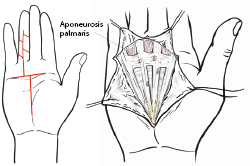 Hand und Handgelenk | SpringerLink