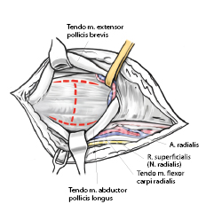Hand und Handgelenk | SpringerLink