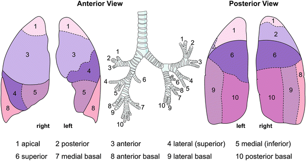 Pediatric Respiratory Physiology | SpringerLink