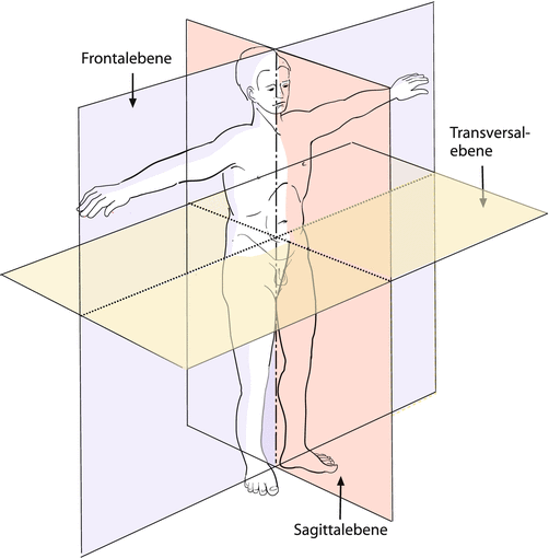 Operative Anatomie: Körperebenen und Prinzipien der Zugänge | SpringerLink