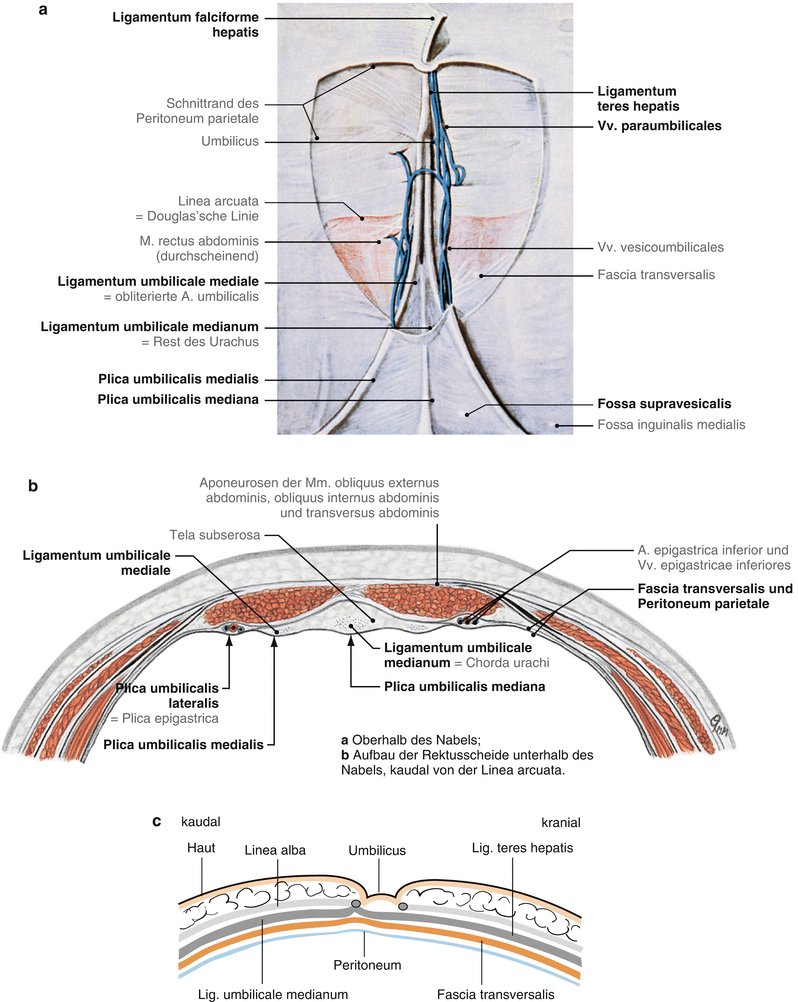 Operative Anatomie: Abdominalwand | SpringerLink