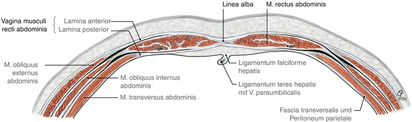Operative Anatomie: Abdominalwand | SpringerLink