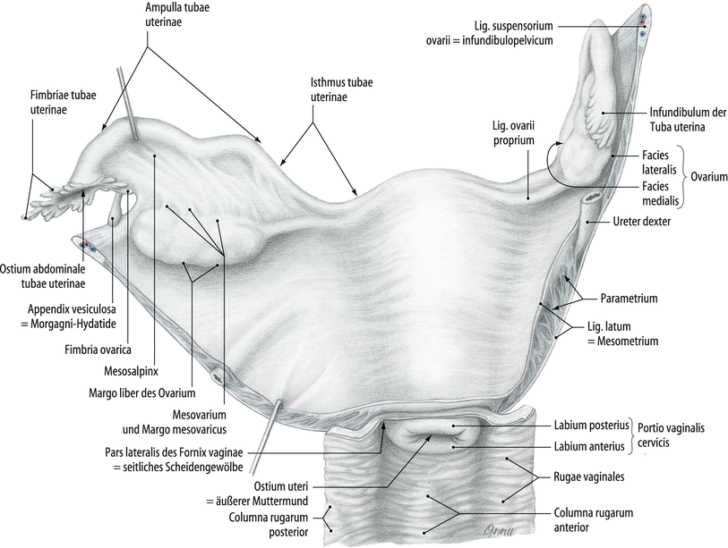 Operative Anatomie: Nieren, Nebennieren, Ureteren | SpringerLink