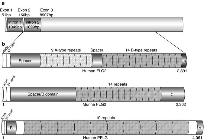 Filaggrin-2 | SpringerLink
