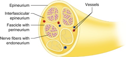 Anatomy of the Peripheral Nerve System | SpringerLink