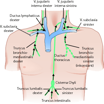 Blutkreislauf, Interstitium und Lymphgefäßsystem | SpringerLink