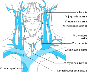 Entstauende Wirkung der Muskel- und Gelenktätigkeit | SpringerLink