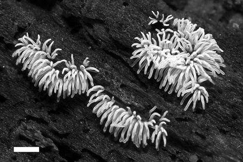 2 Excavata: Acrasiomycota; Amoebozoa: Dictyosteliomycota, Myxomycota ...