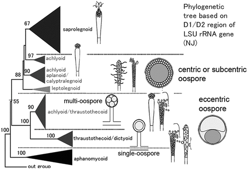 3 Systematics of the Straminipila: Labyrinthulomycota ...