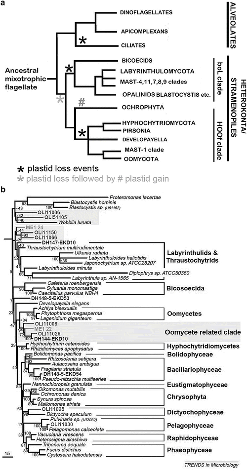 3 Systematics of the Straminipila: Labyrinthulomycota ...