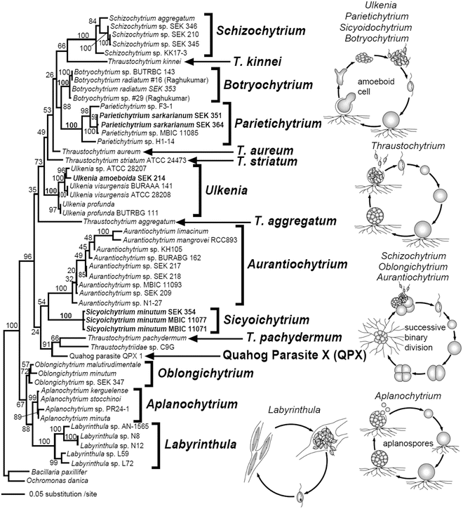 3 Systematics of the Straminipila: Labyrinthulomycota ...