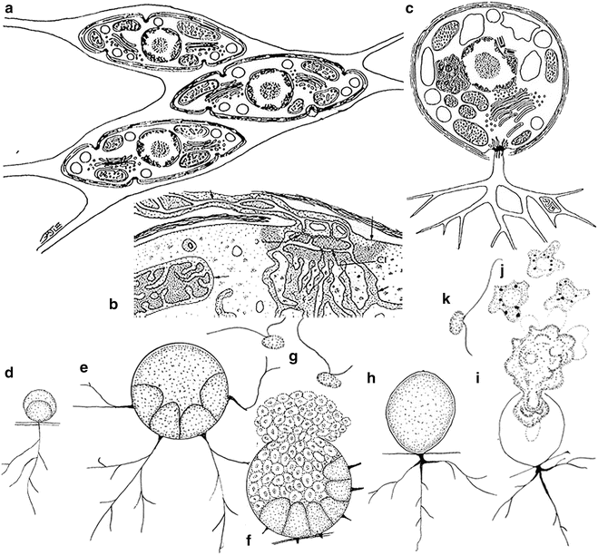 3 Systematics of the Straminipila: Labyrinthulomycota ...
