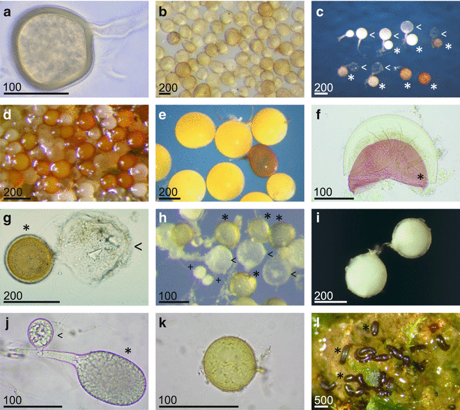 9 Glomeromycota | SpringerLink