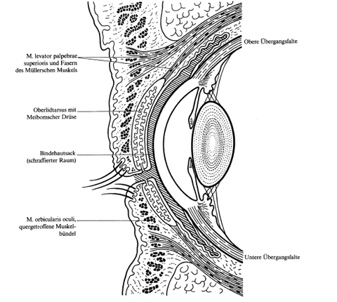 Die Erkrankungen der Bindehaut | SpringerLink