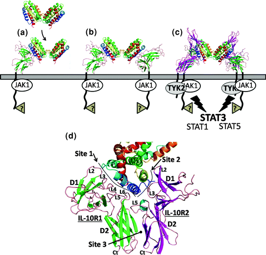 The Molecular Basis of IL-10 Function: from Receptor Structure to the ...