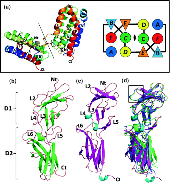 The Molecular Basis of IL-10 Function: from Receptor Structure to the ...