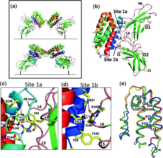 The Molecular Basis of IL-10 Function: from Receptor Structure to the ...