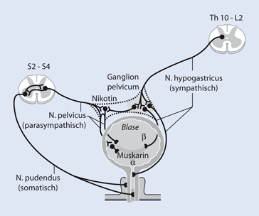 Pathophysiologie der Harninkontinenz und des Deszensus | SpringerLink