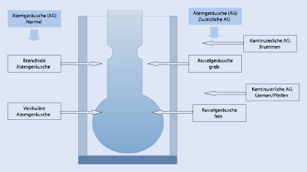 Herz- und Lungenauskultation, Perkussion und Stimmfremitus | SpringerLink